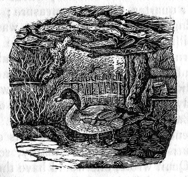 The wizard of Goose Common | Priaulx Library