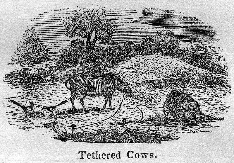 Tethering of cattle, 1836 | Priaulx Library