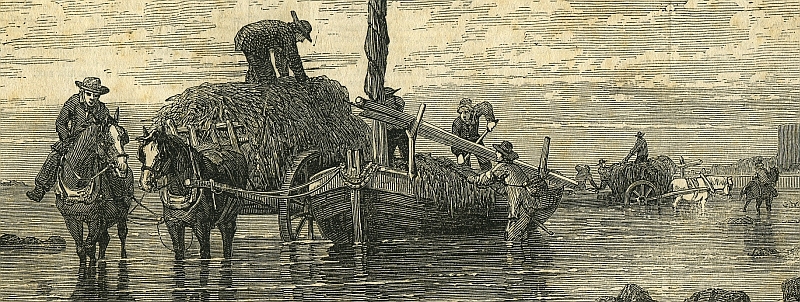 Vraicing | Priaulx Library